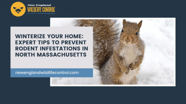 Tips to Prevent Rodent Infestations in North Massachusetts